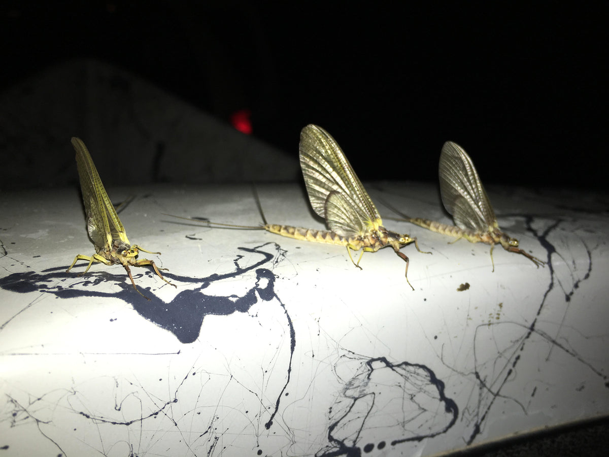 Michigan Fly Fishing Report | HEX! | Nomad Anglers