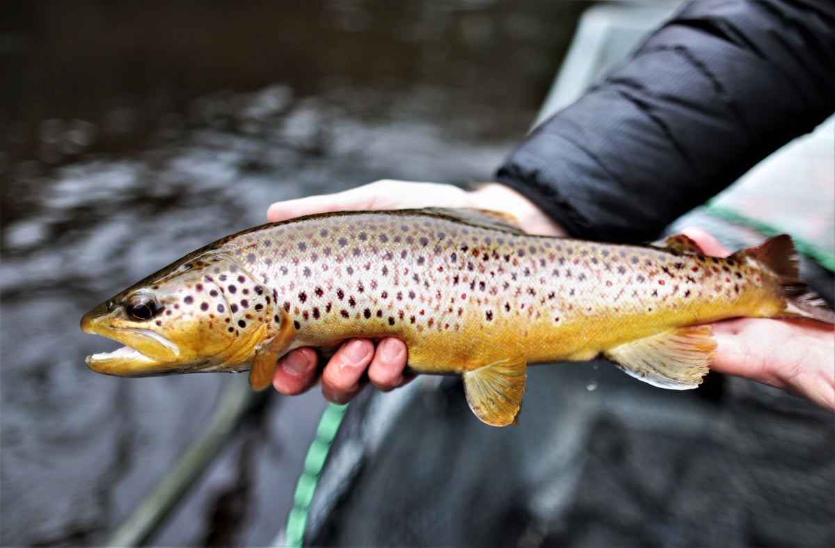 Michigan Fly Fishing Report | April 18th, 2019 | Nomad Anglers
