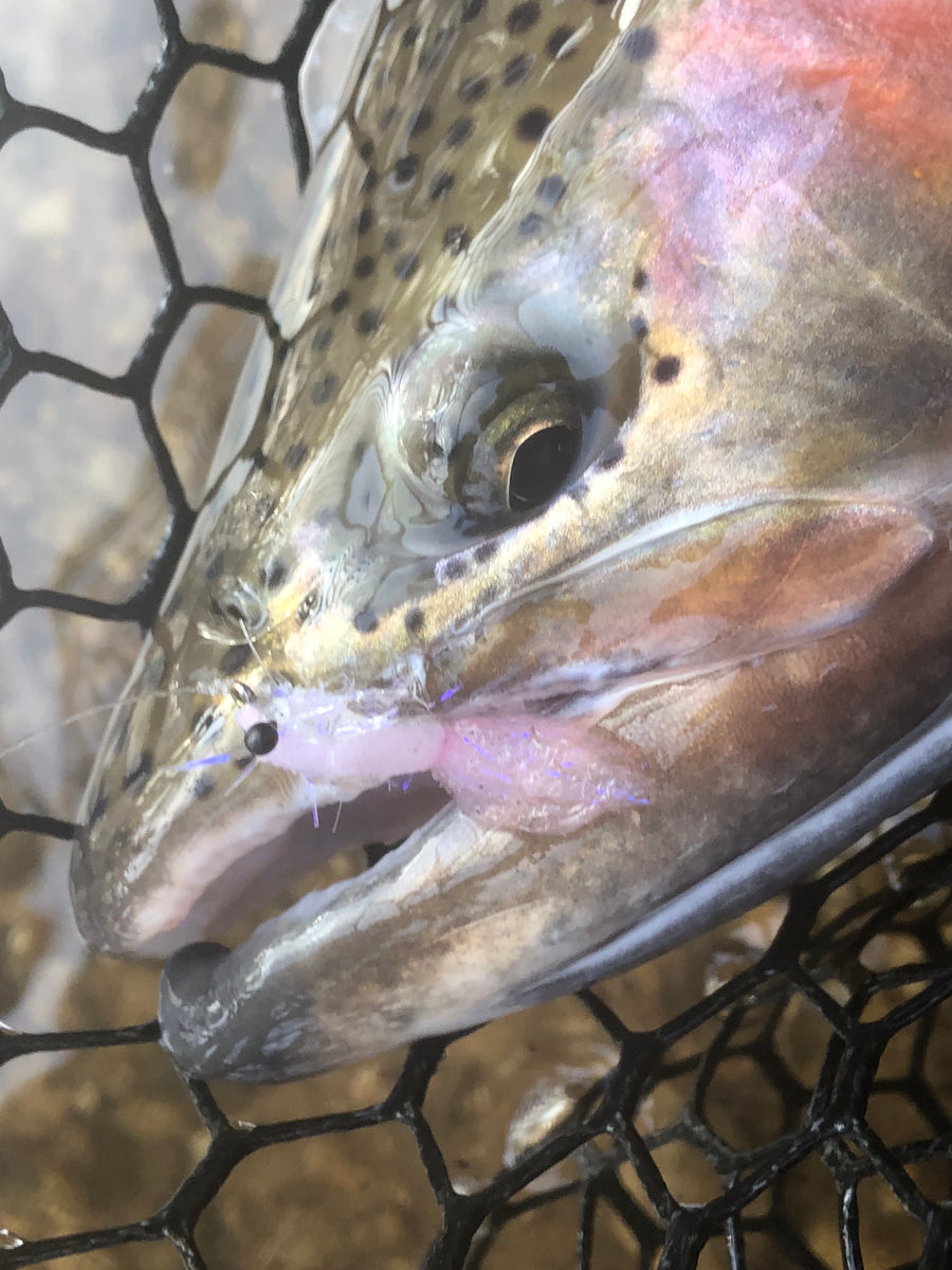 Michigan Fly Fishing Report |January 2, 2020 | Nomad Anglers