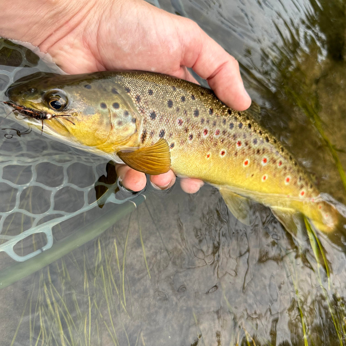 Michigan Fly Fishing Report | August 11th 2023 | Nomad Anglers