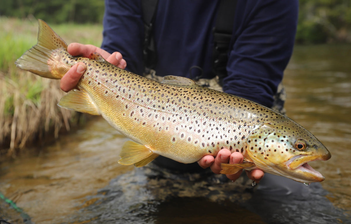 Michigan Fly Fishing Report | May 11th 2023 | Dry Fly Season Is Here ...