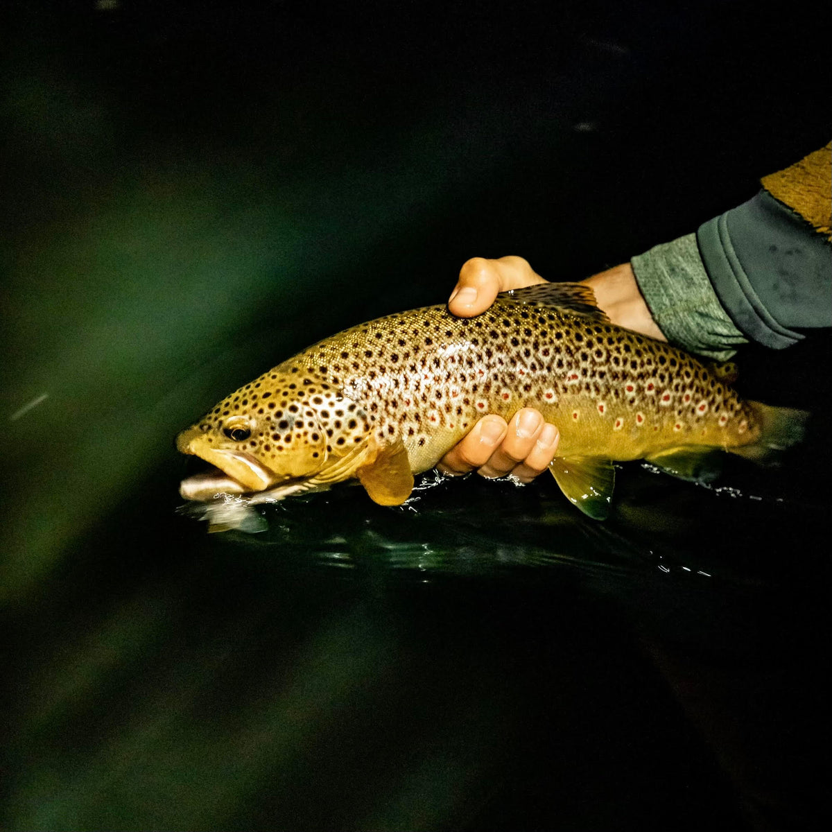 Michigan Fly Fishing Report | June 8th 2023 | Big Bugs Coming Up ...