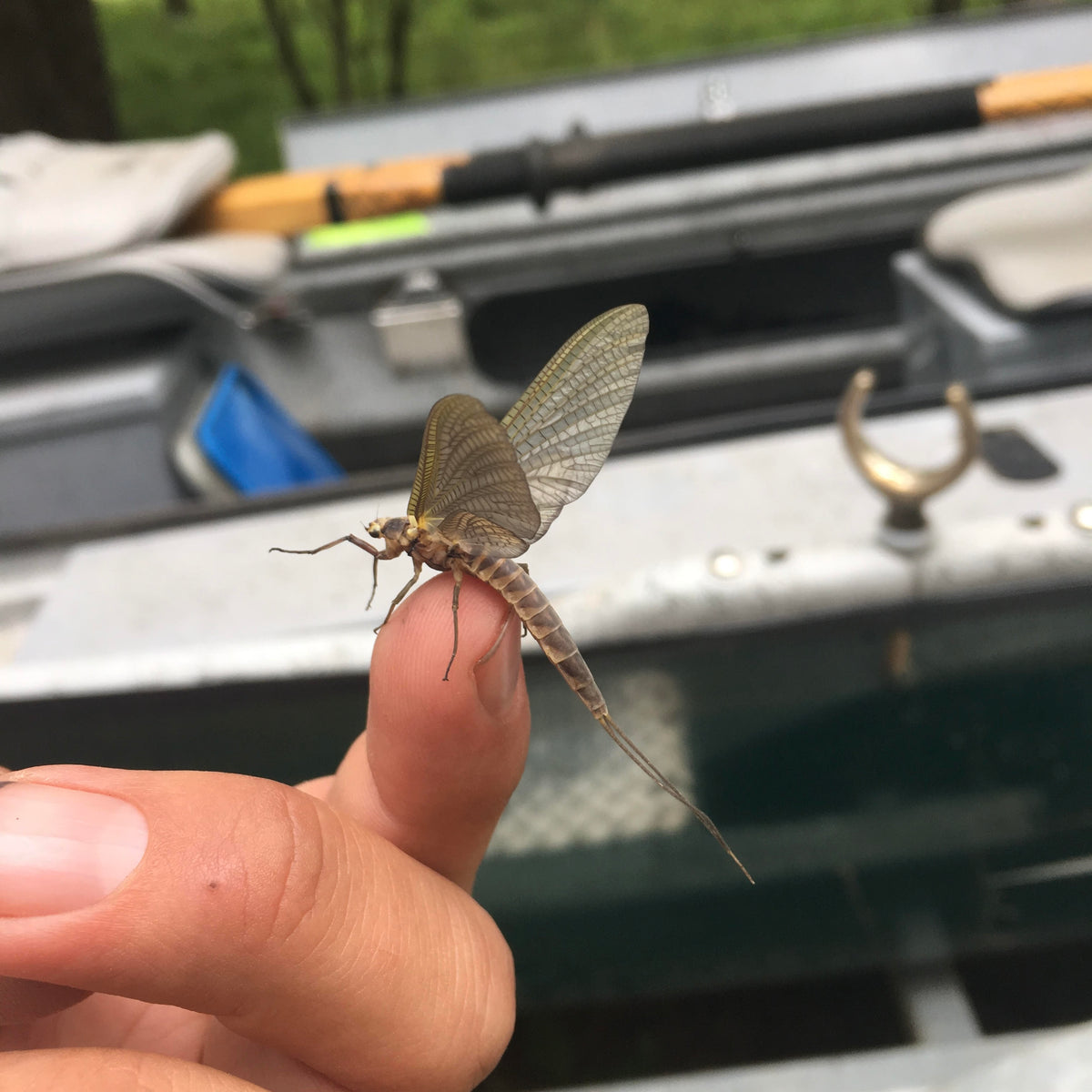 Michigan Fly Fishing Report | June 21st 2023 | HEX are HERE – Nomad Anglers