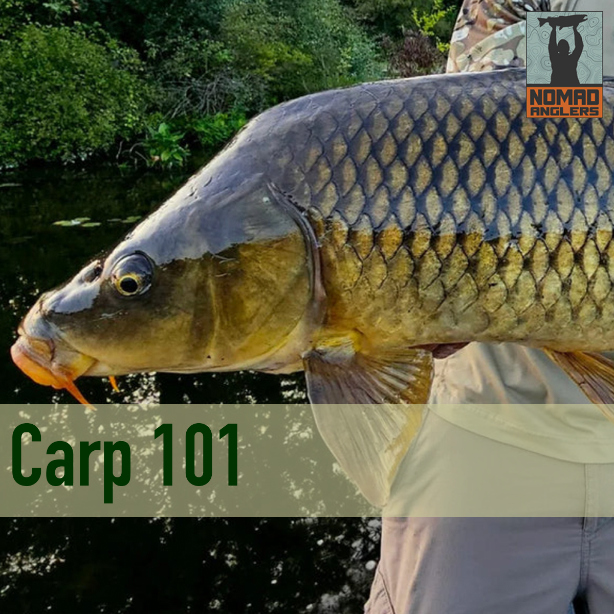 Carp 101 | Learn to Fly Fish for Carp | Nomad Anglers